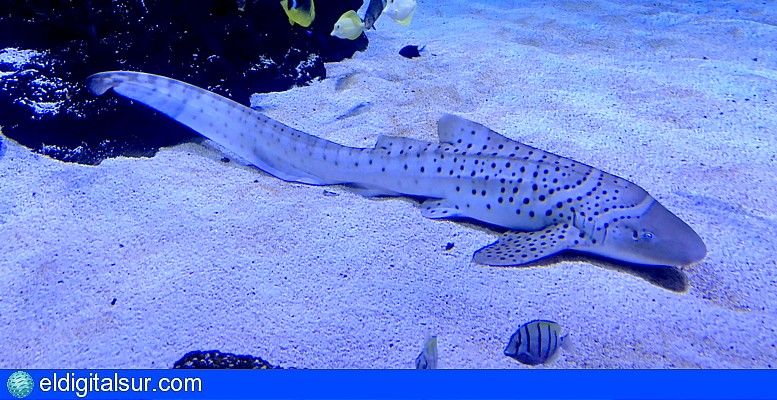 Loro Parque muestra a sus visitantes el primer tiburón cebra nacido en ...