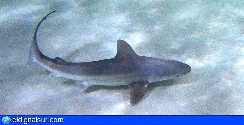 Loro Parque es testigo del nacimiento de crías de tiburón gris