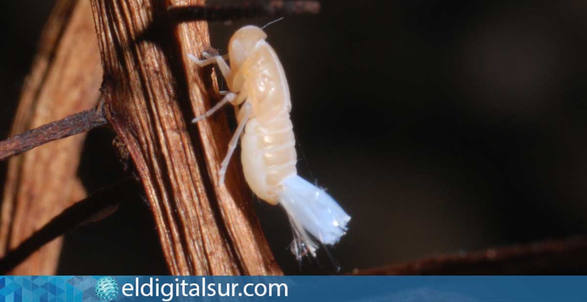 Descubiertas cuatro nuevas especies de chicharritas subterráneas en ...