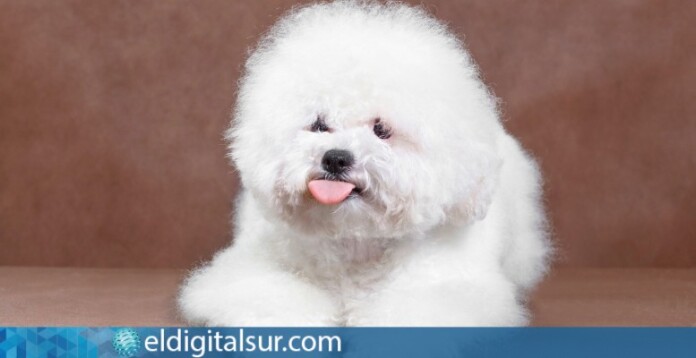 Estas son las 5 Razas de Perros Pequeños Peludos Más Tiernas