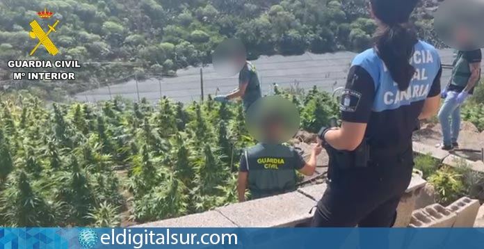 Desmantelan una gran plantación de marihuana en Guía de Isora