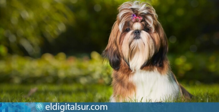 Estas son las 5 Razas de Perros Pequeños Peludos Más Tiernas